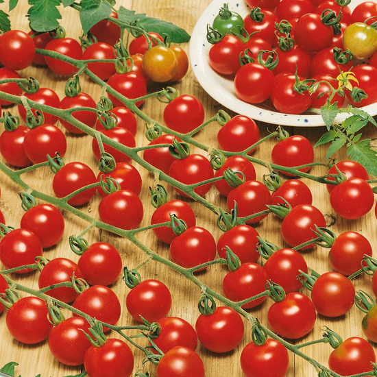 Waterfall Tomato Seeds – mamymarket.com