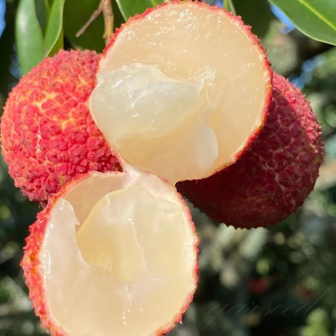 Seedless Lychee Seeds – mamymarket.com