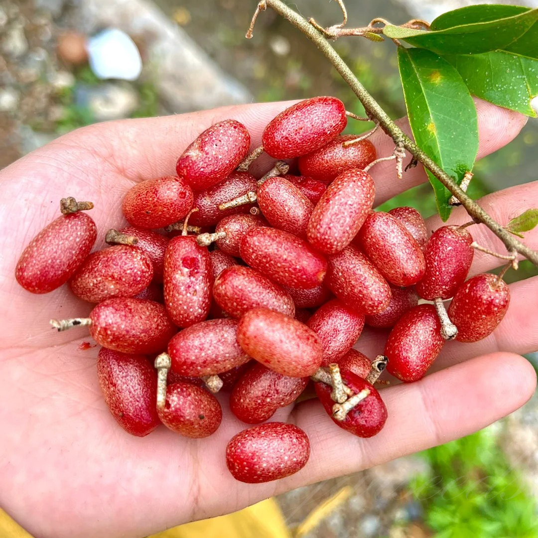 Che Fruit Seeds🎈Exotic and Nutritious – mamymarket.com