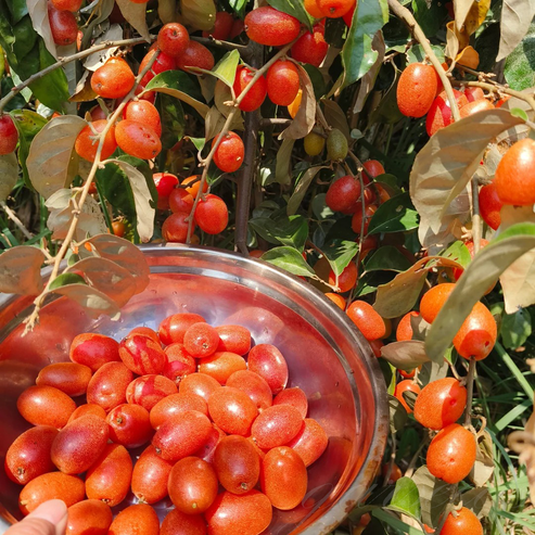 Che Fruit Seeds🎈Exotic and Nutritious – mamymarket.com