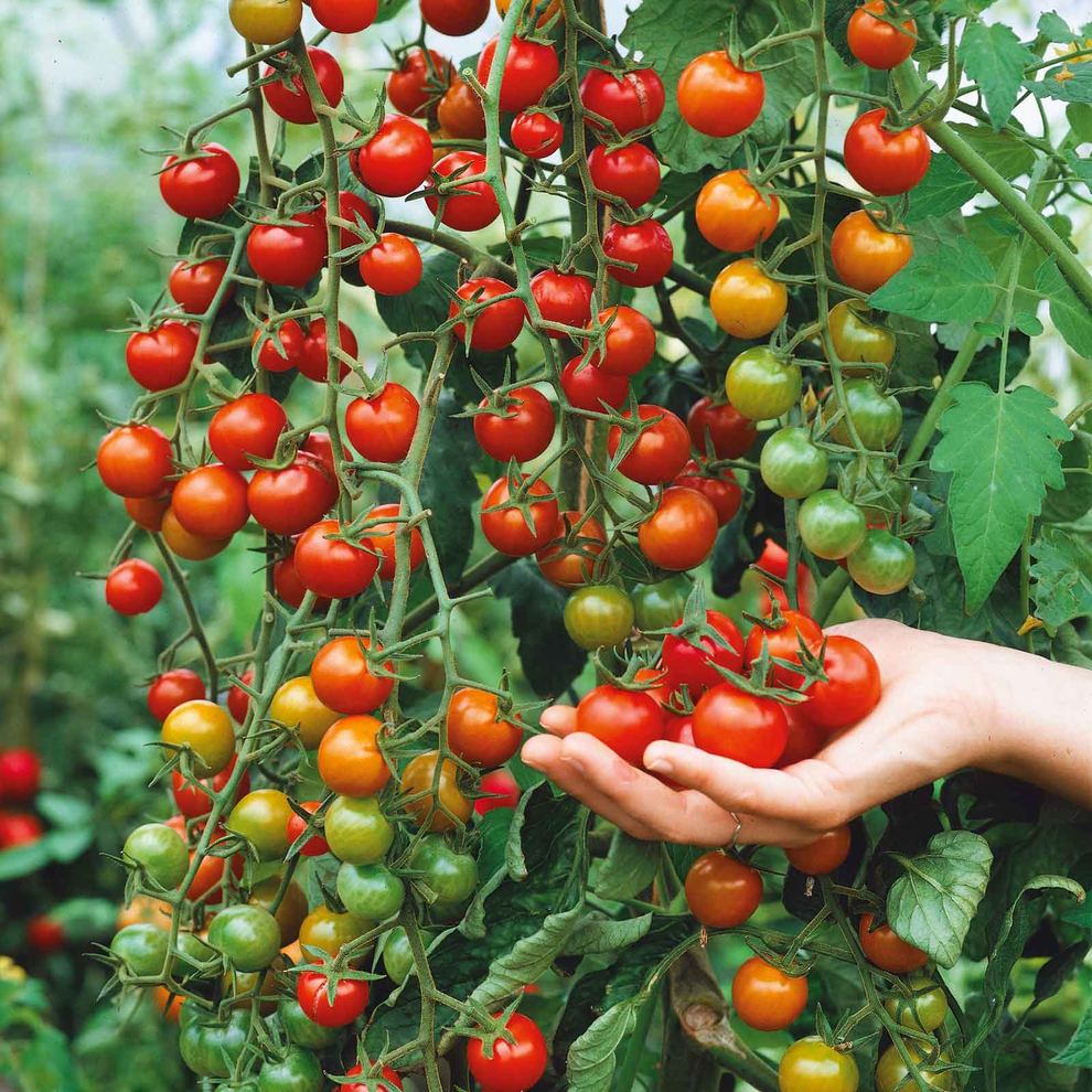 Waterfall Tomato Seeds – mamymarket.com