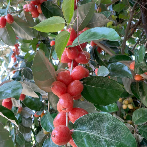 Che Fruit Seeds🎈Exotic and Nutritious – mamymarket.com