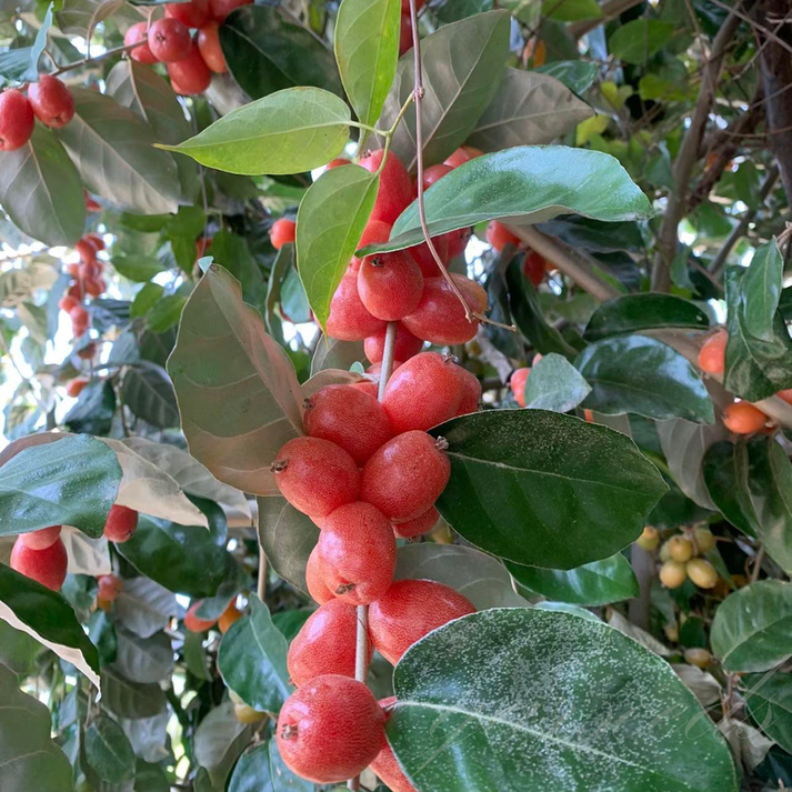 Che Fruit Seeds🎈Exotic and Nutritious – mamymarket.com