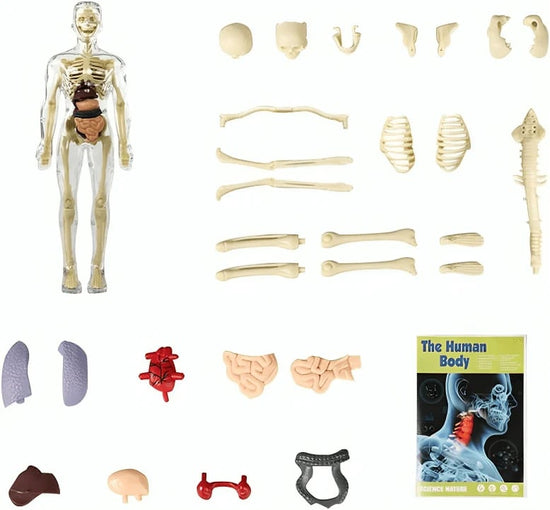 Clear Human Body Structure Model – mamymarket.com
