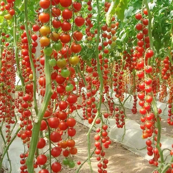 Waterfall Tomato Seeds – mamymarket.com