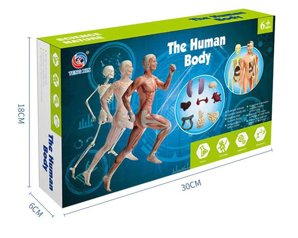 Clear Human Body Structure Model – mamymarket.com