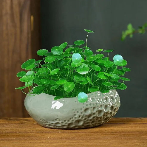 🌿Copper Coin Grass👀 Grows in Water to Attract Wealth – mamymarket.com