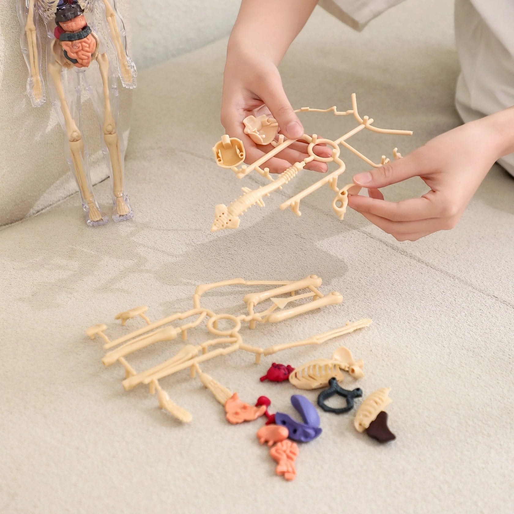 Clear Human Body Structure Model – mamymarket.com